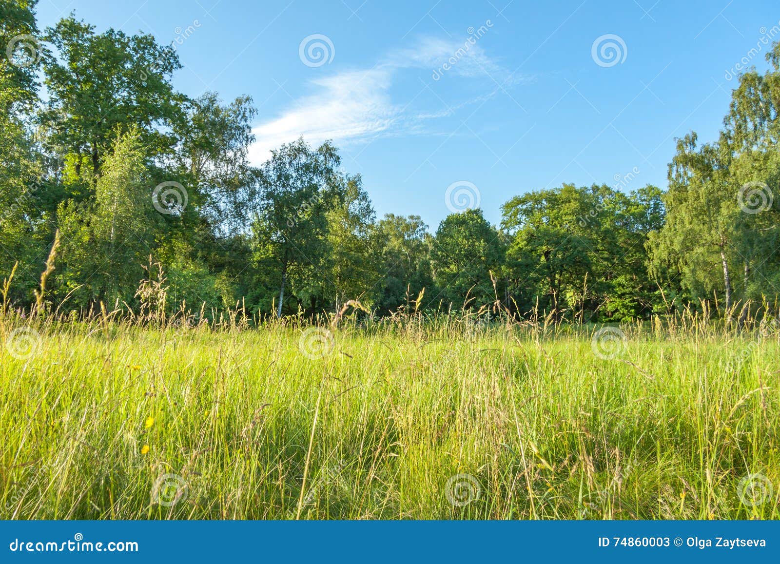 Field, Forest and Sky, the Grass in the Foreground Stock Image - Image ...