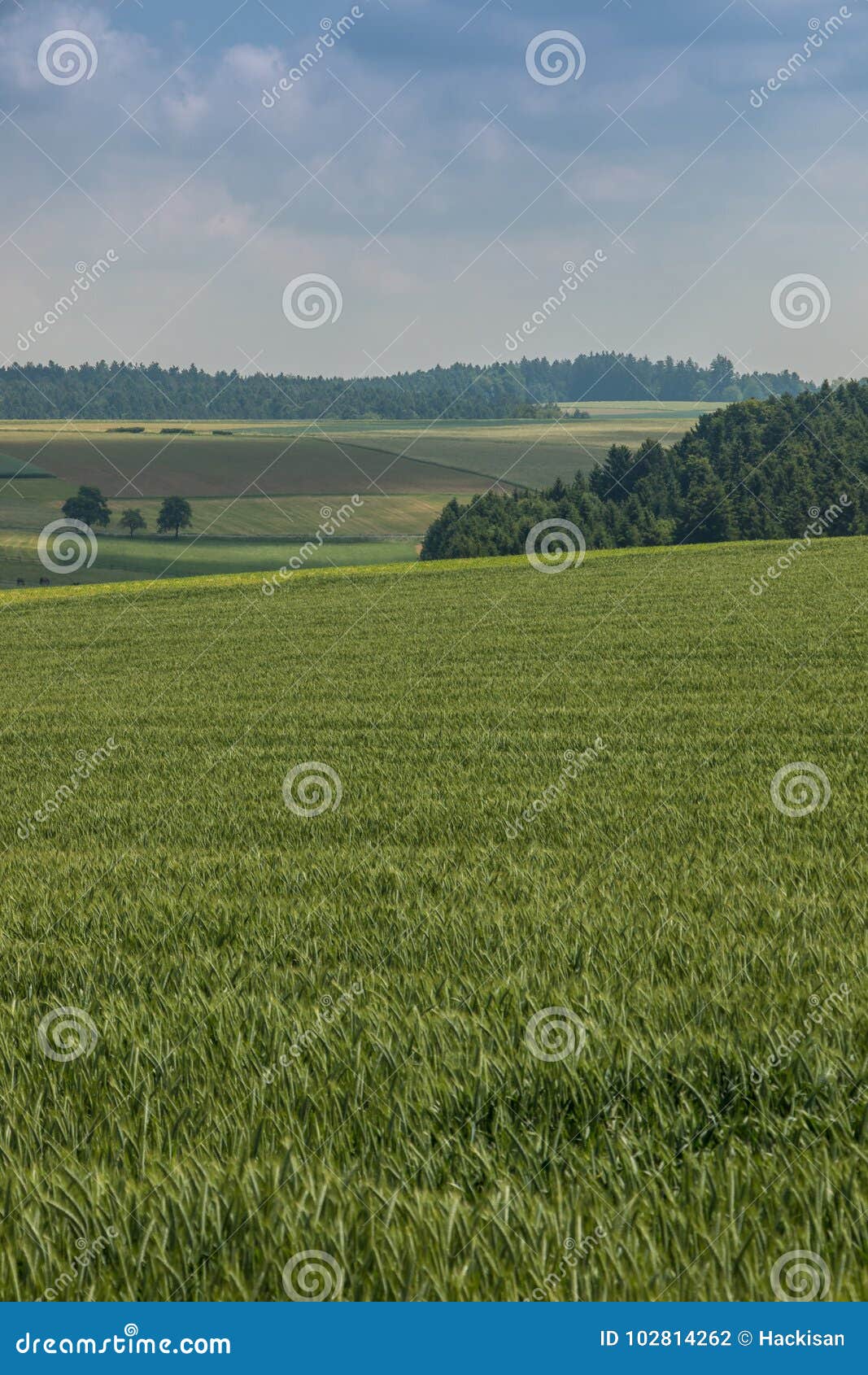Field and forest stock photo. Image of beauty, peaceful - 102814262