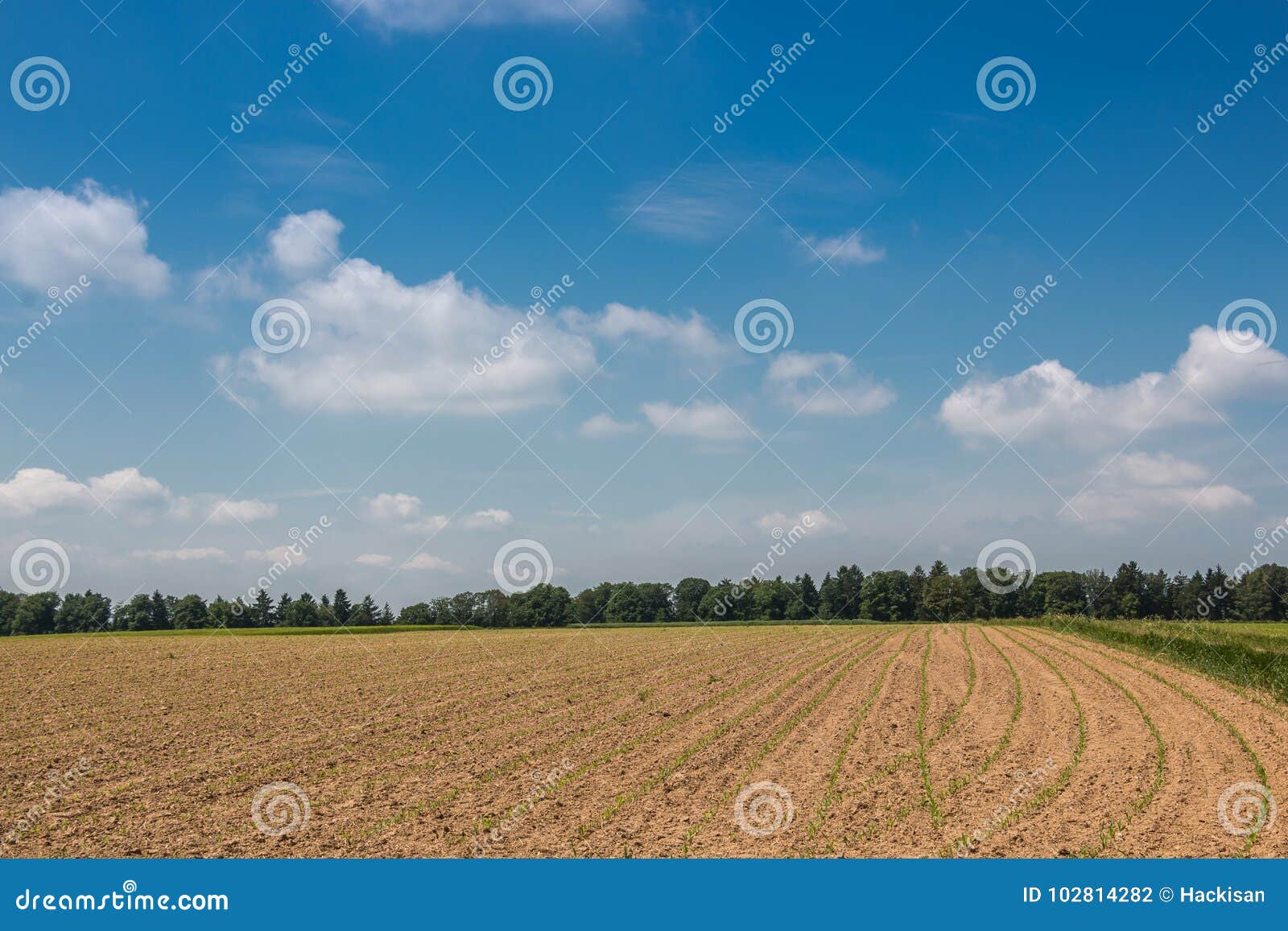 Field and forest stock photo. Image of growth, trees - 102814282