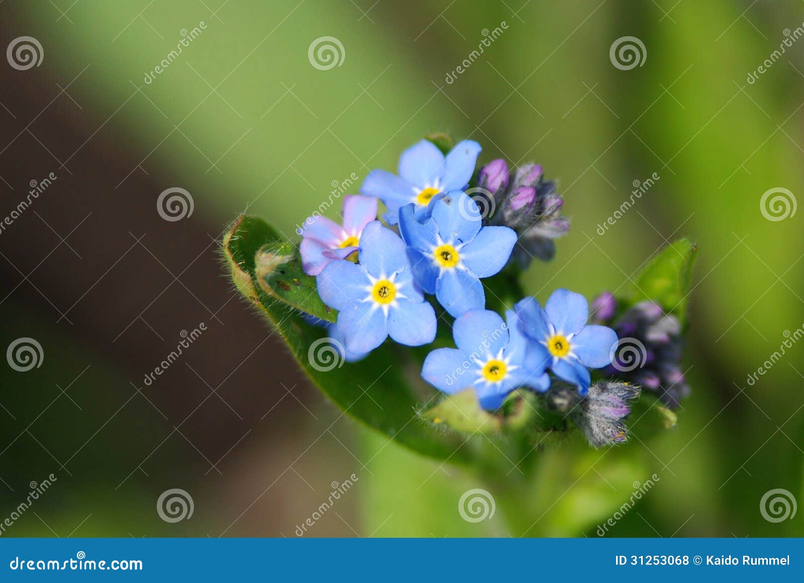 Field Forget Me Nots Myosotis Arvensis Royalty-Free Stock Photo ...