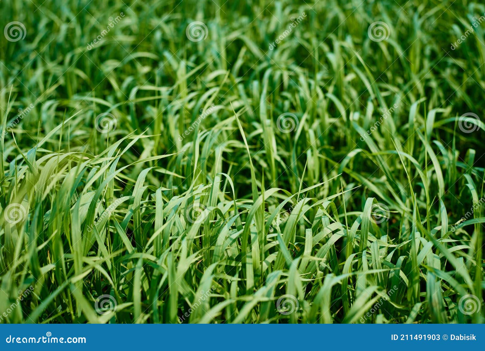 Field of the Fresh Green Grass, Soft Focus. Abstract Texture Stock ...