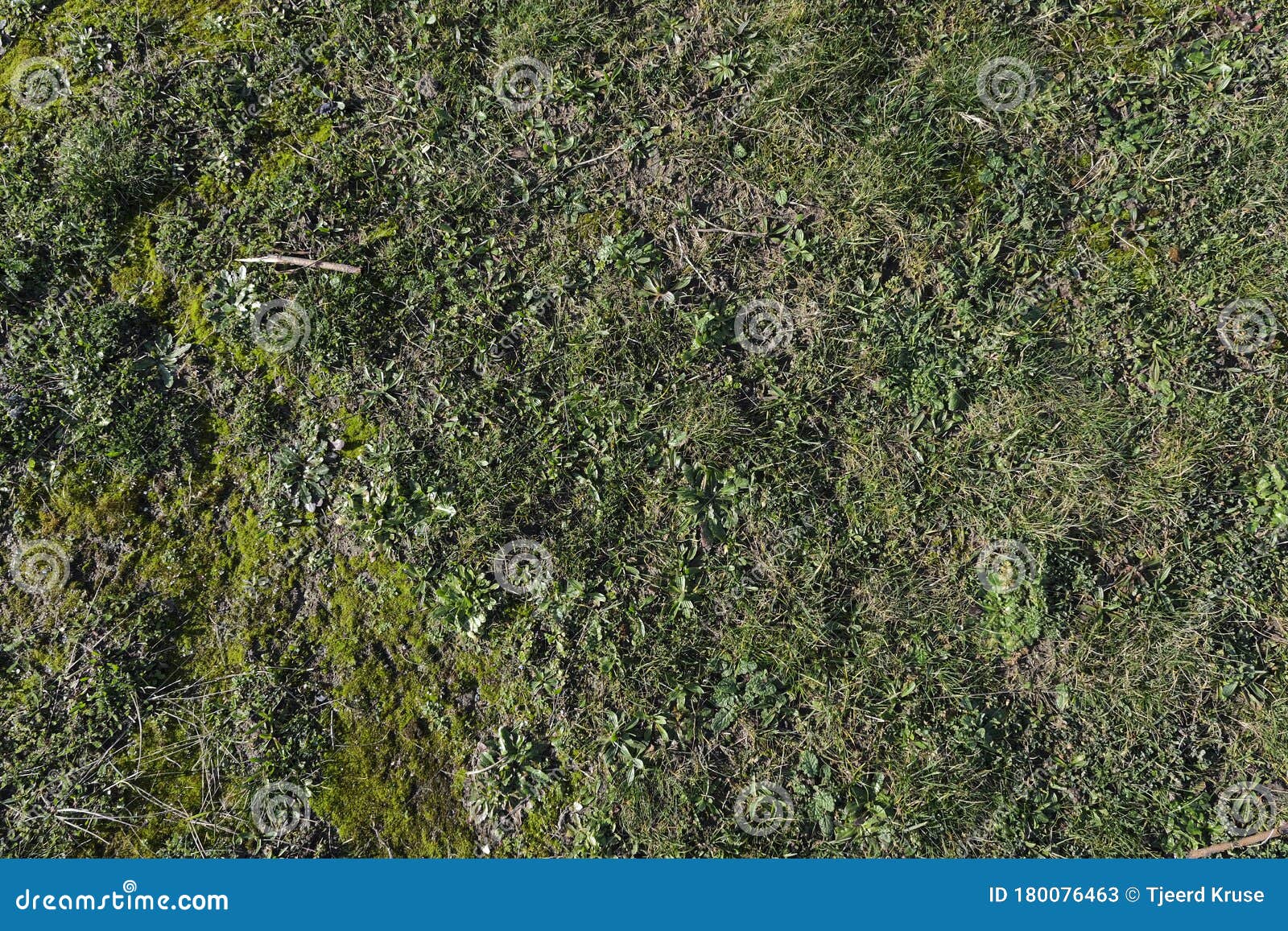 Field of Fresh Green Grass Texture As a Background, Top View ...