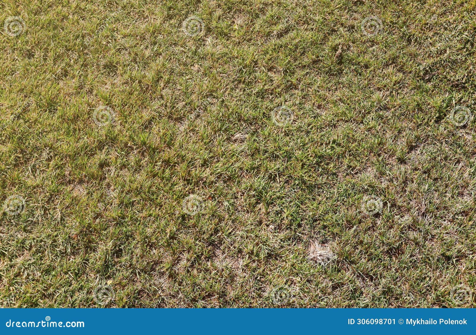 Field of Fresh Green Grass Texture As Background Top View Stock Image ...