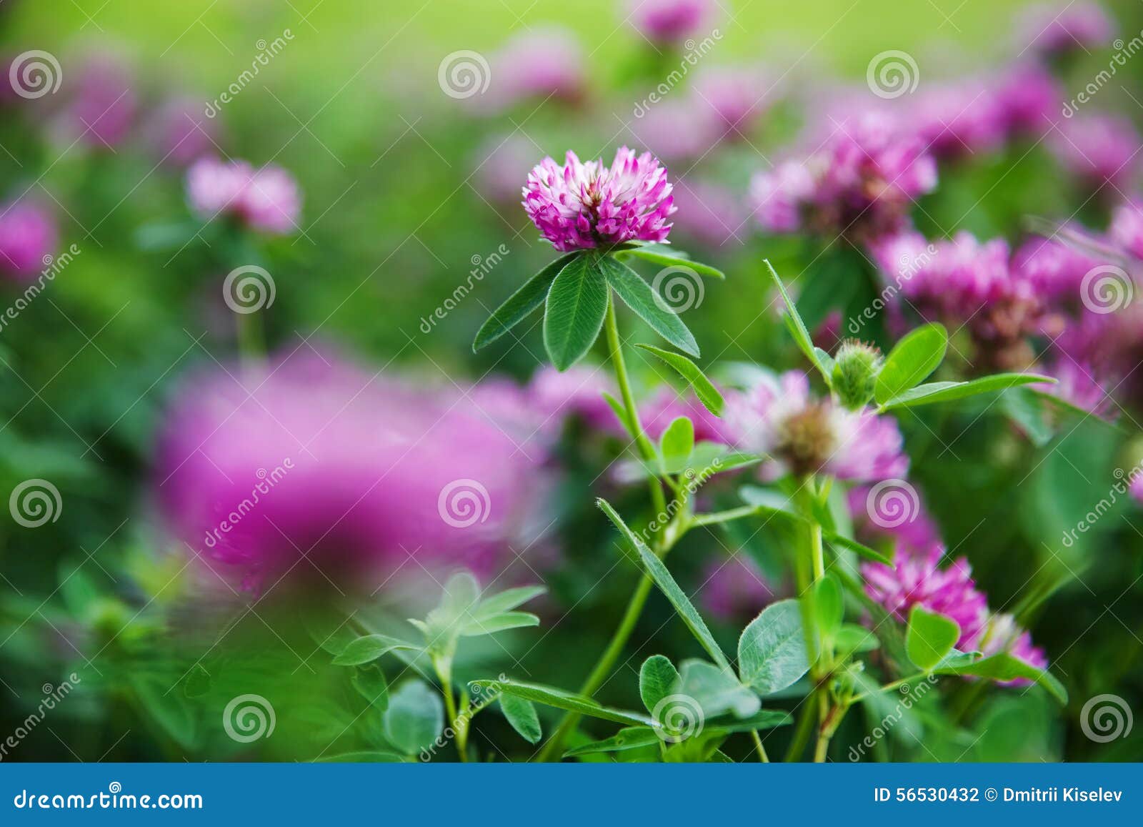 Field of Fresh Summer Flowering Clover Stock Photo - Image of flora ...