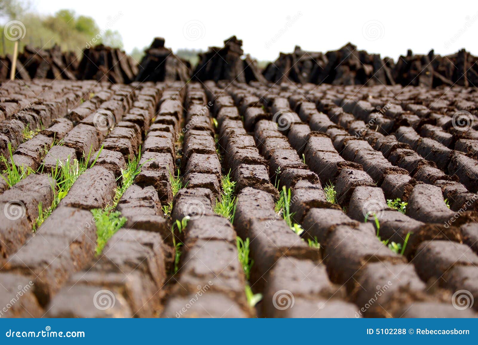 A Field of Freshly Cut Turf Stock Photo - Image of natural, rickled ...