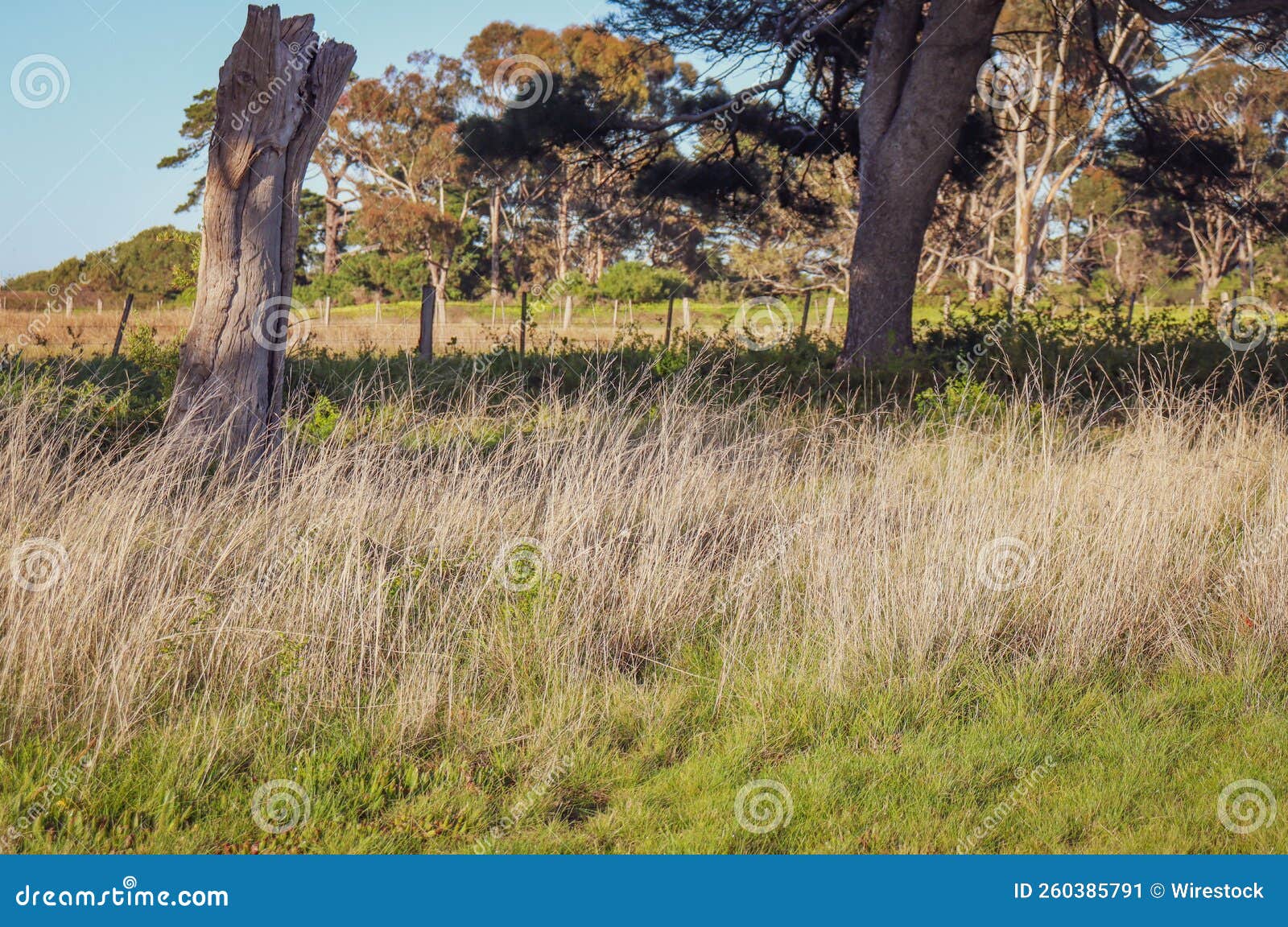 Field of Fried Grass and Trees Stock Image - Image of grass, field ...
