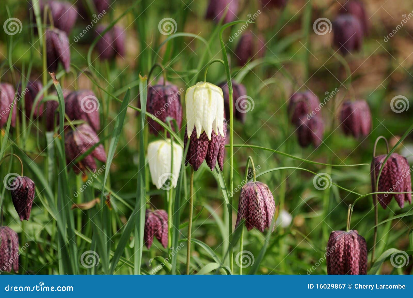 Fritillaria Meleagris Known As Leper Lily, Snake`s Head Fritillary ...