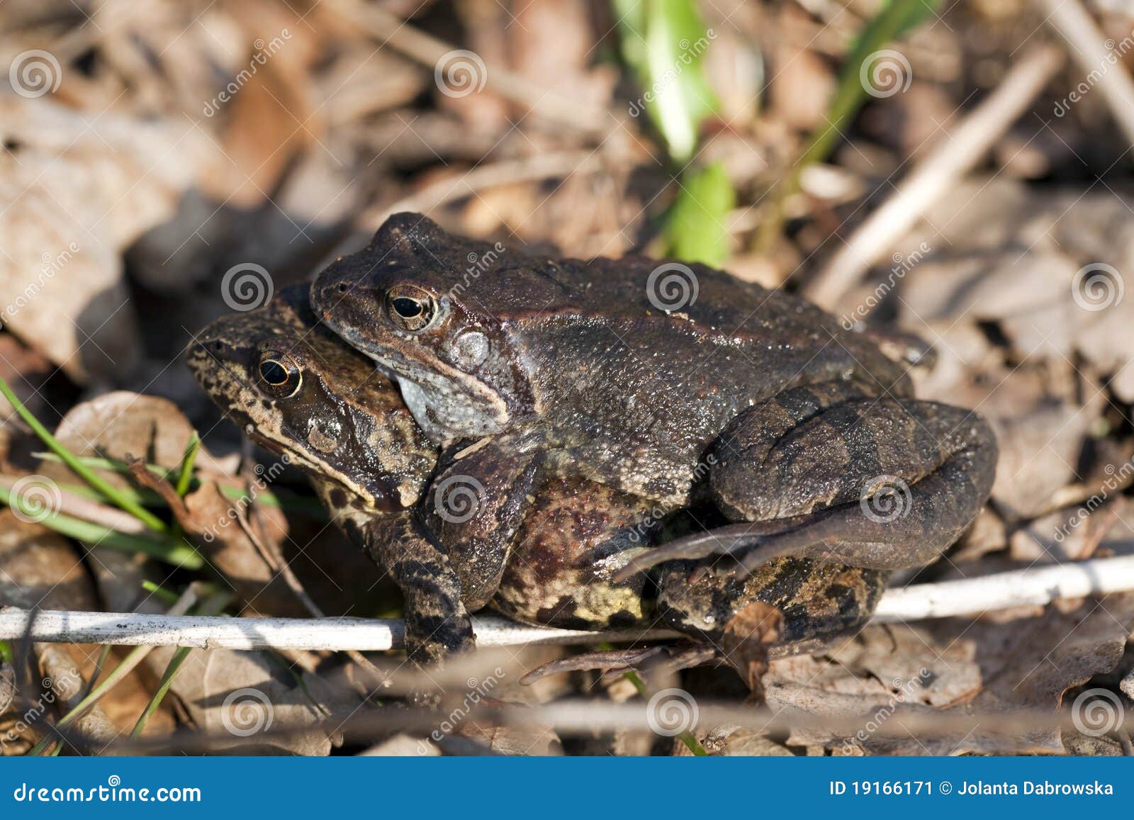 Field frog stock image. Image of nature, animals, amphibian - 19166171