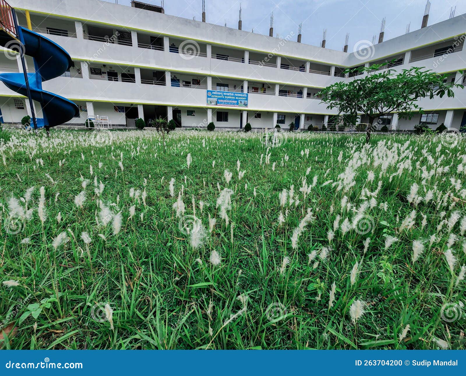 Field Full with Beautiful Cogongrass Stock Photo - Image of full ...