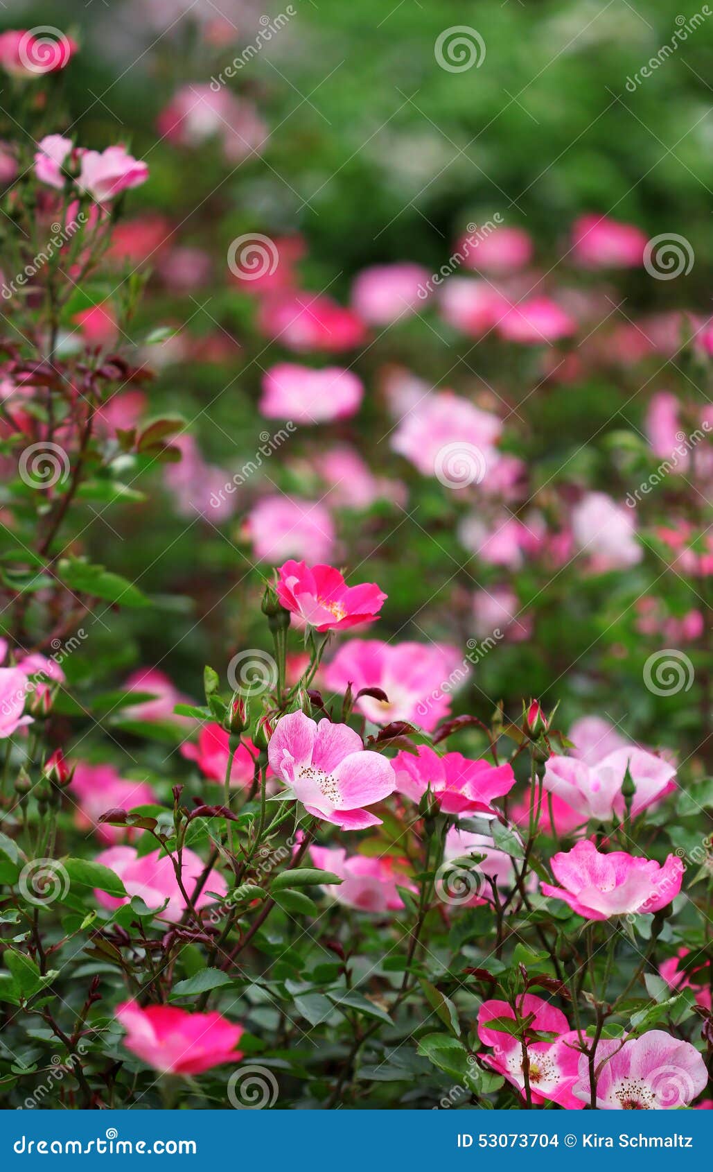 The Field Full of Bright Pink Rose Flowers Stock Photo - Image of ...