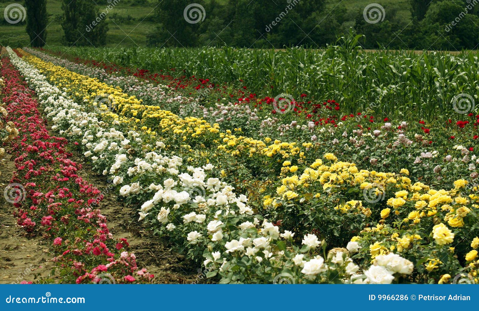 Field Full of Colorful Roses Stock Photo - Image of bouquet, romance ...