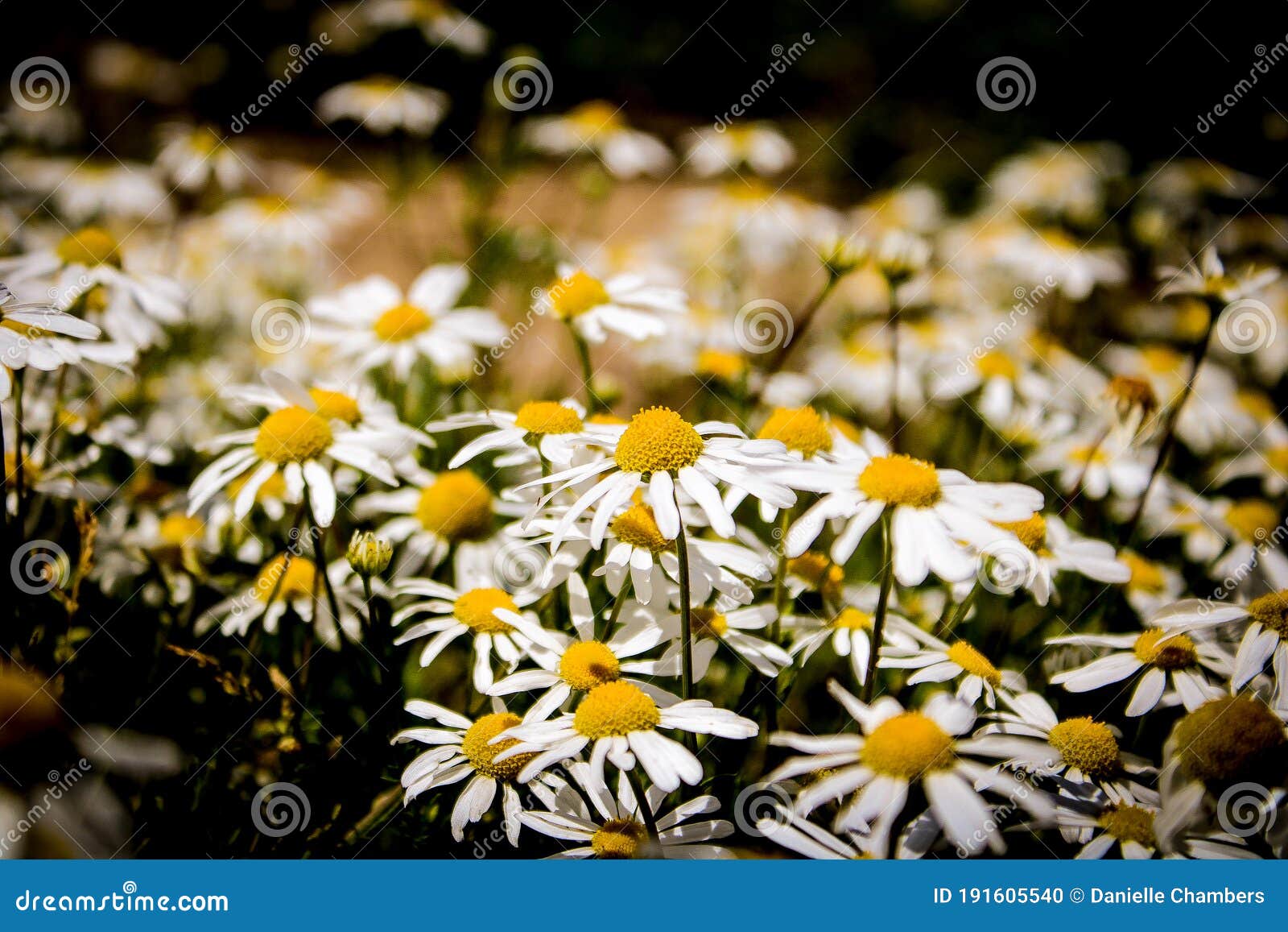 A Field Full of Daisys& X27; Stock Photo - Image of yellow, blossom ...