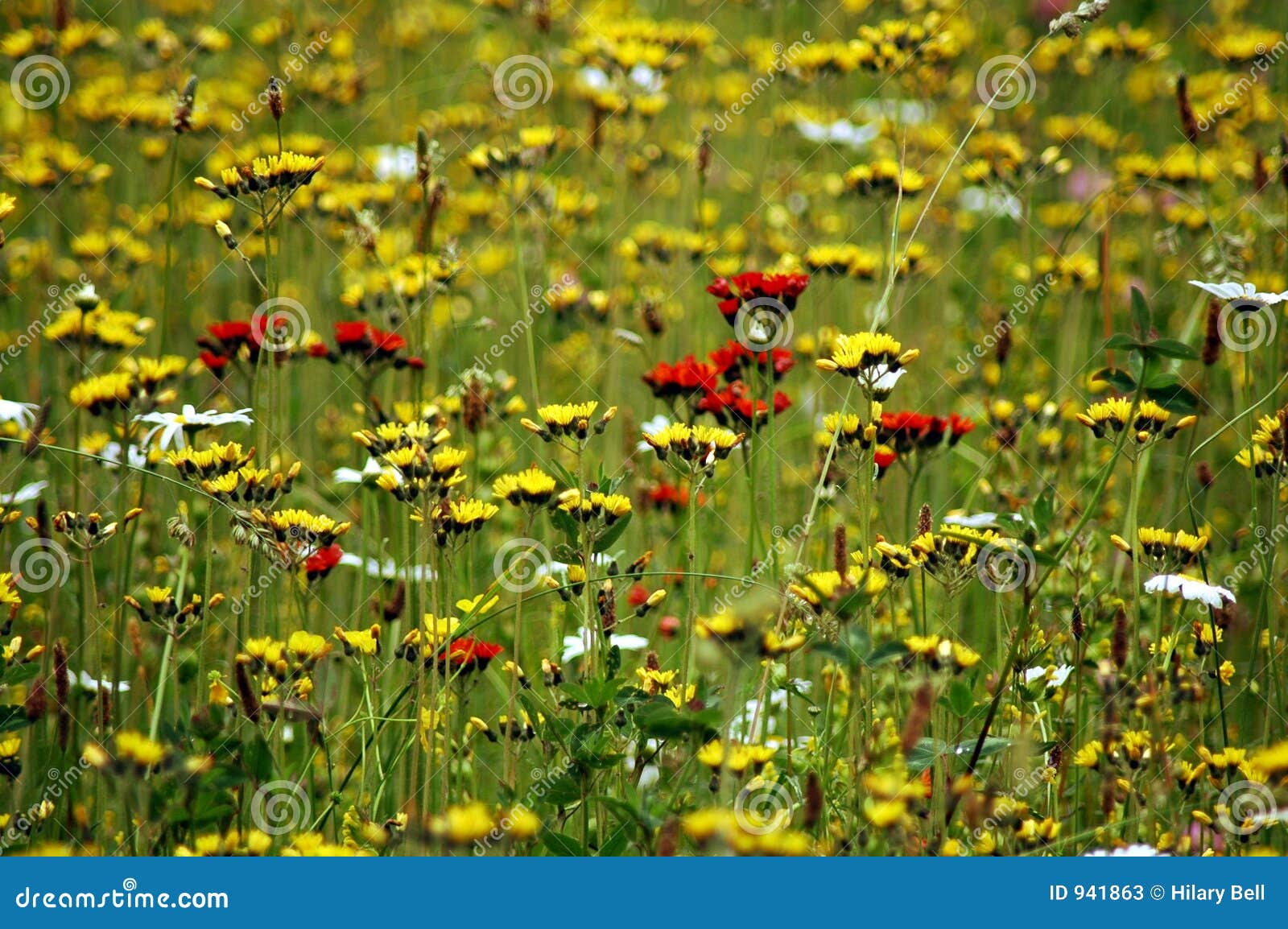 Field Full of Flowers stock image. Image of flora, plants - 941863