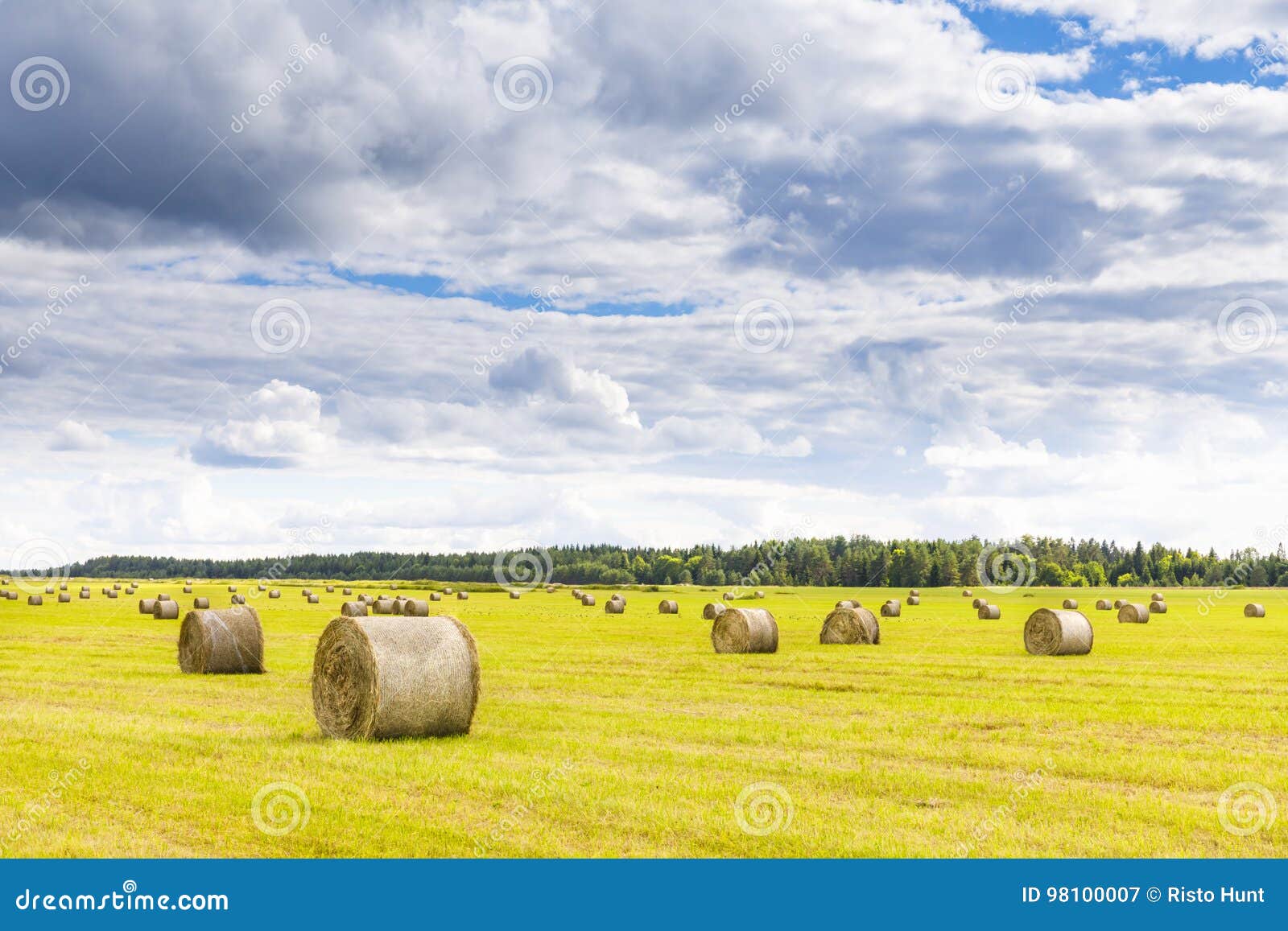 Field Full of Hay Balls at Bright Summer Day Stock Image - Image of ...