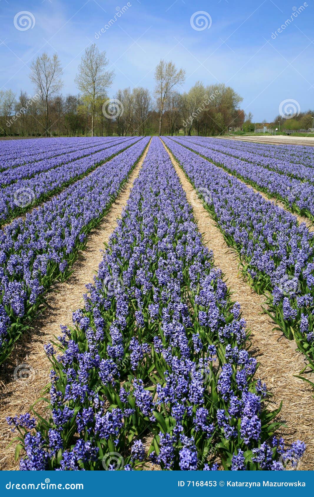 Field full of hyacinths. stock image. Image of growth - 7168453