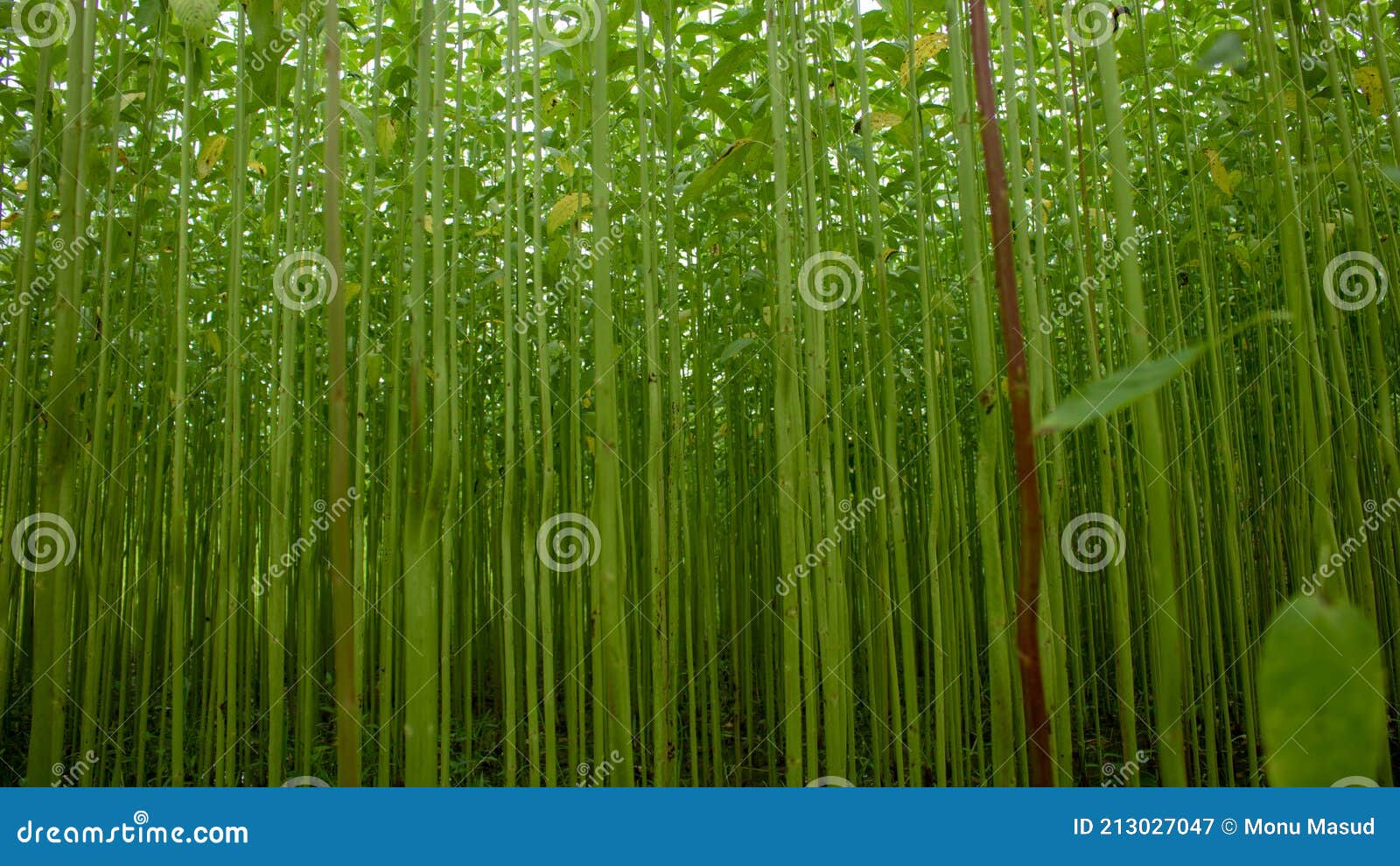 The Field is Full of Jute. Jute Arranged in Rows. Images are in High ...