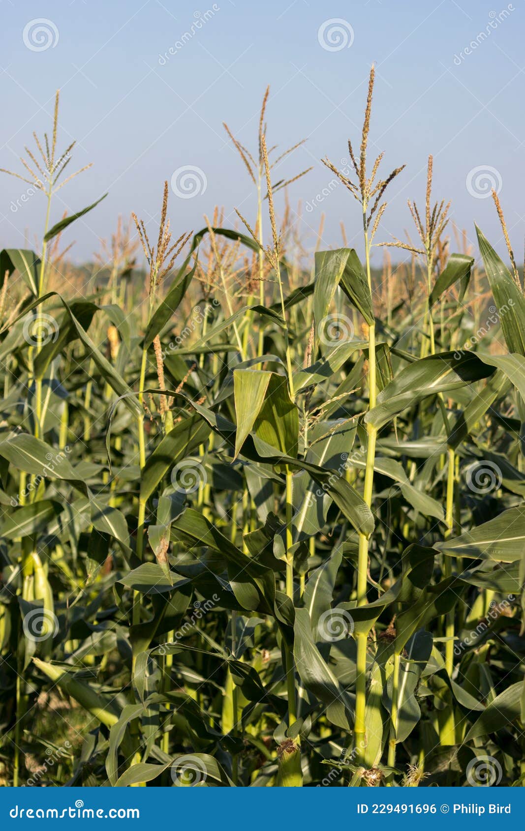 A Field Full of Maize almost Ready To Harvest Stock Photo - Image of ...