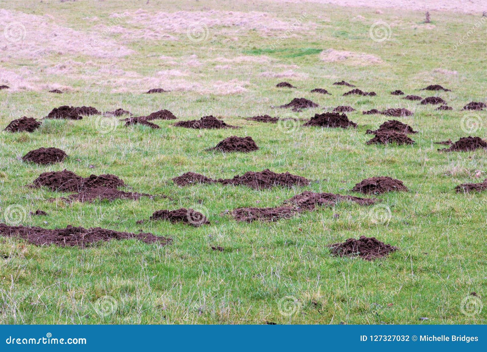 Field full of mole hills stock photo. Image of hills - 127327032