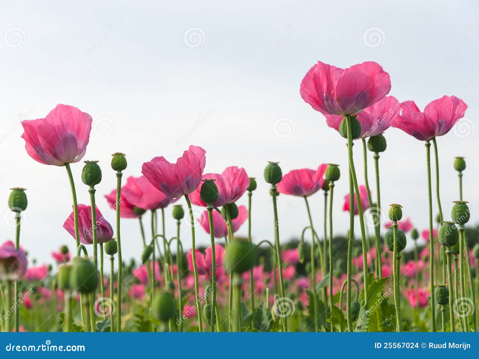 Field full of pink poppies stock photo. Image of bloom - 25567024