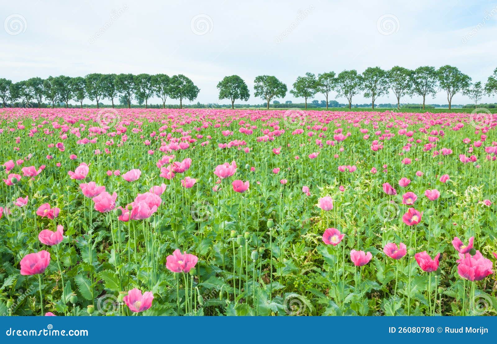 Field full of pink poppies stock photo. Image of decorative - 26080780