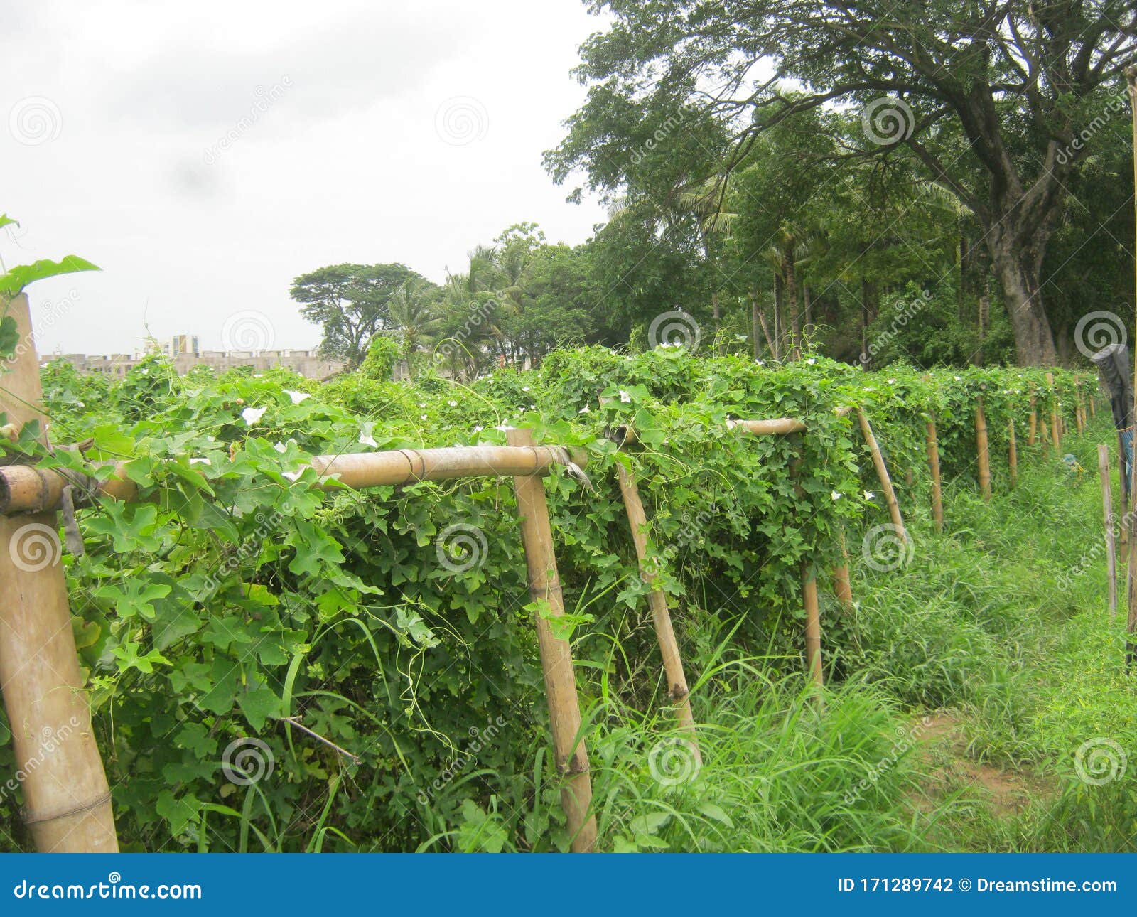 Field Full of Pointed Ground Vine. Stock Photo - Image of vine, vein ...