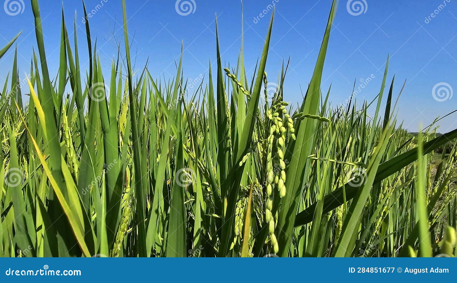 Field Full of Rice in the Mid Day and Blue Sky Stock Image - Image of ...
