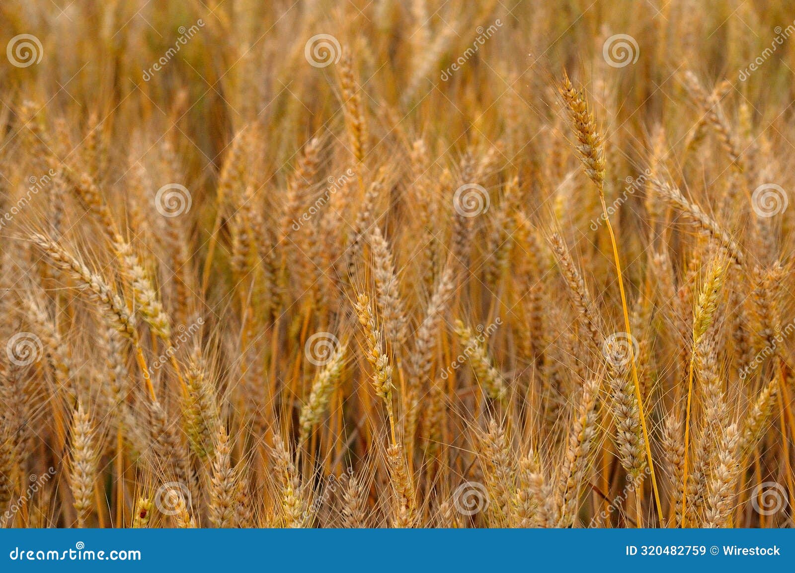 Field Full of Ripe Wheat Ready for Harvesting and Storage Stock Image ...