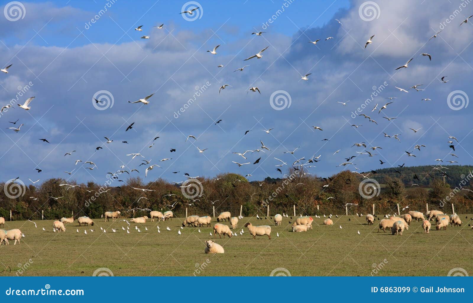 Field Full of Sheep and Birds Stock Image - Image of sheep, seagulls ...