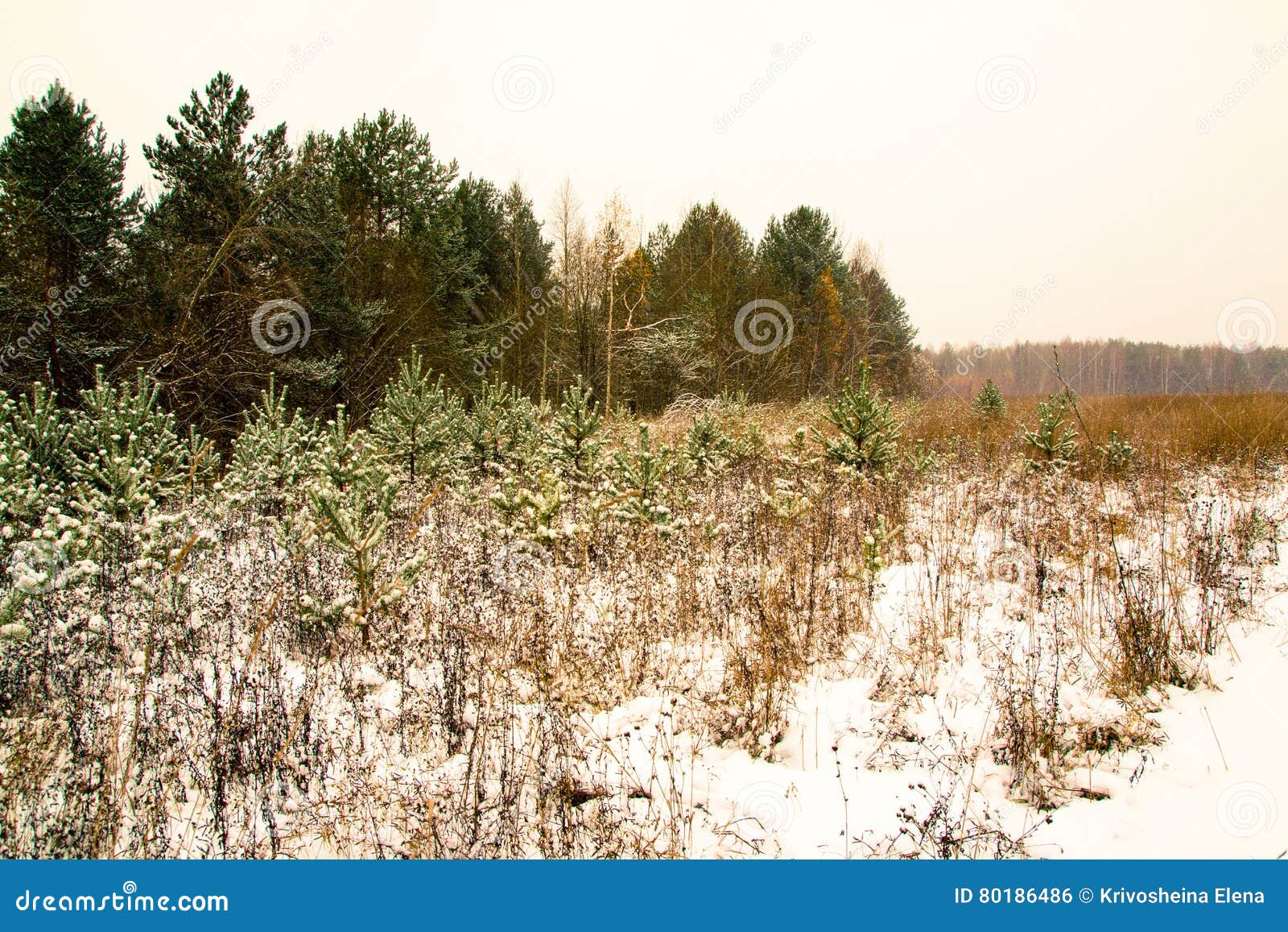 Field full of snow stock photo. Image of snow, field - 80186486