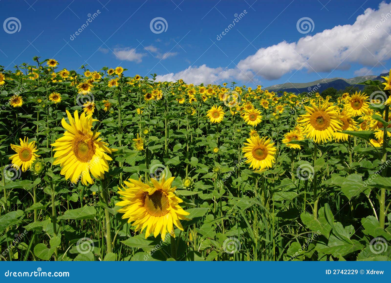 A Field Full Of Green Stinging Nettles, Officially Known As Urtica ...