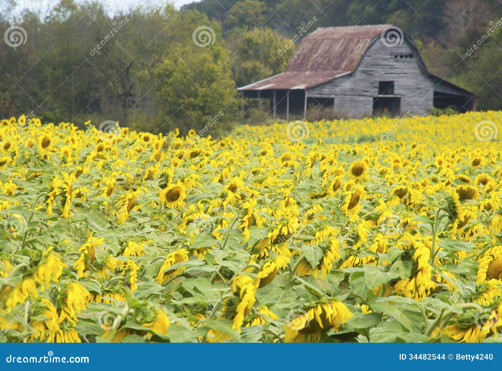 A Field Full of Sunflowers Frame an Old Rustic Barn. Stock Photo ...