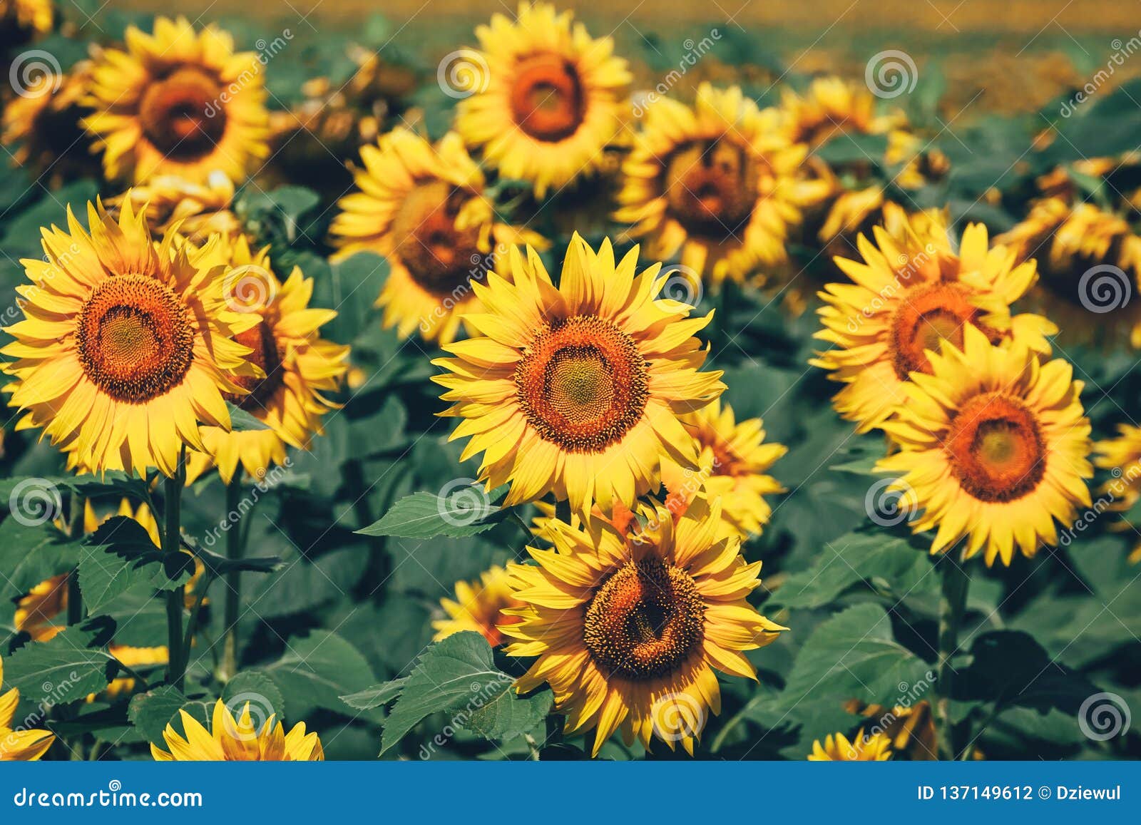 Sunflowers at sunny day stock photo. Image of nature - 137149612