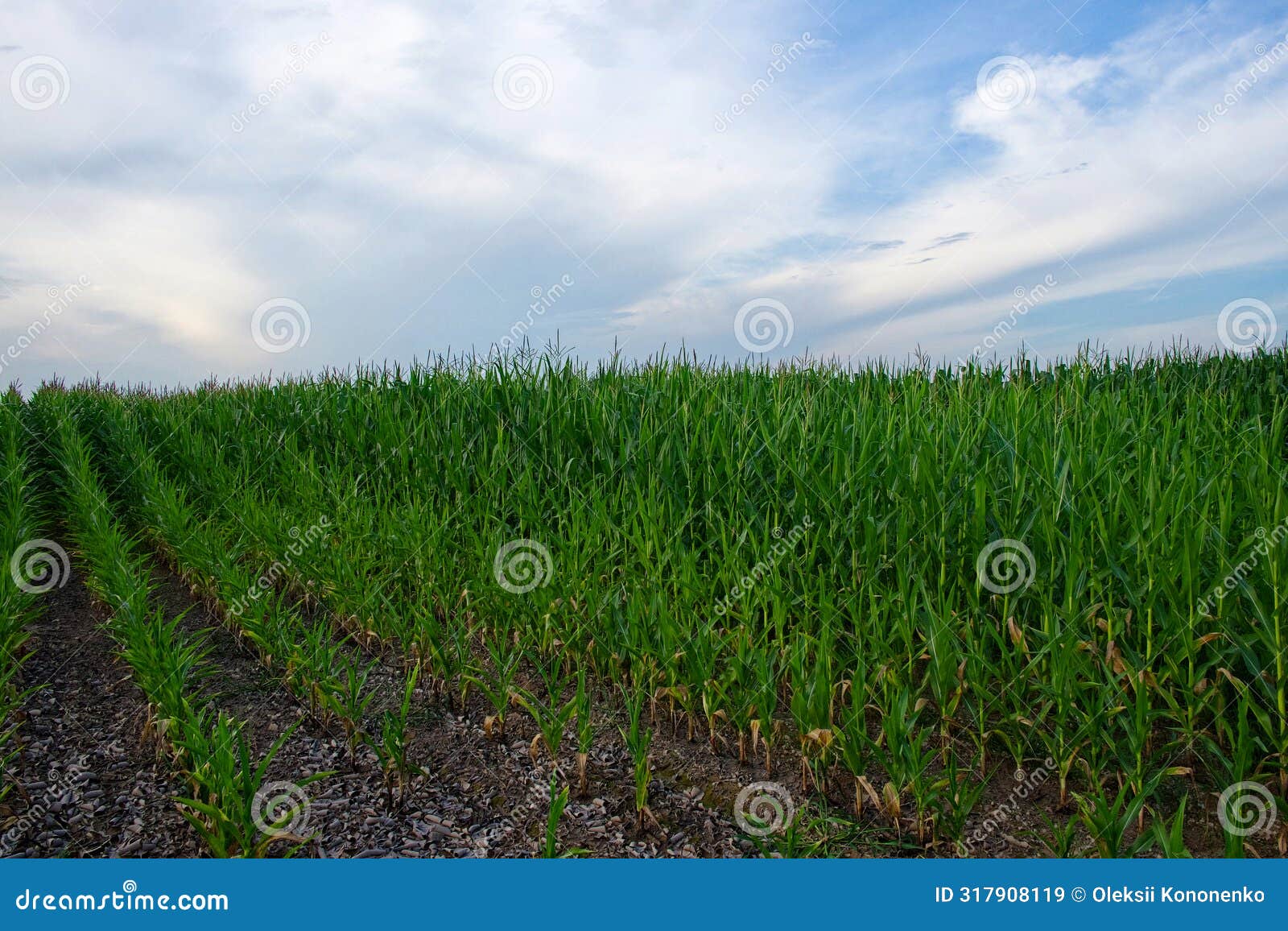 A Field Full of Tall, Healthy Corn Plants Stock Image - Image of ...