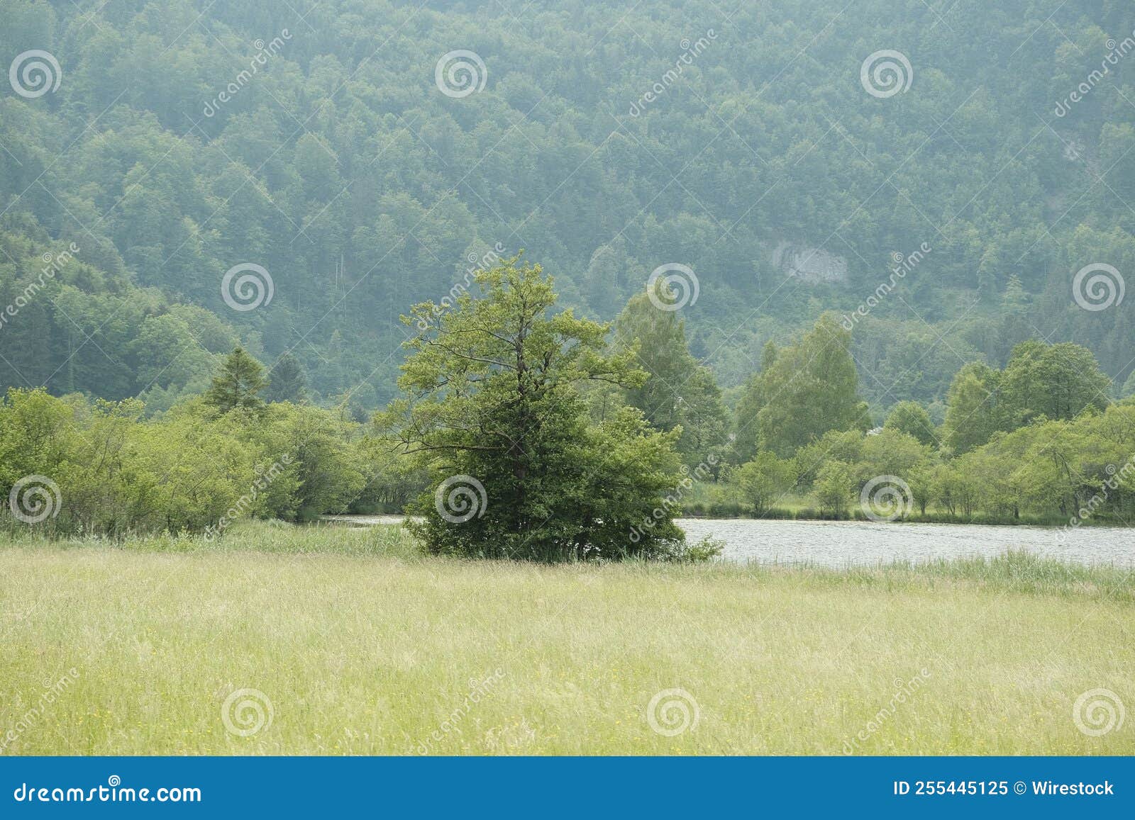 Field Full of Vegetation beside a River Stock Image - Image of plant ...
