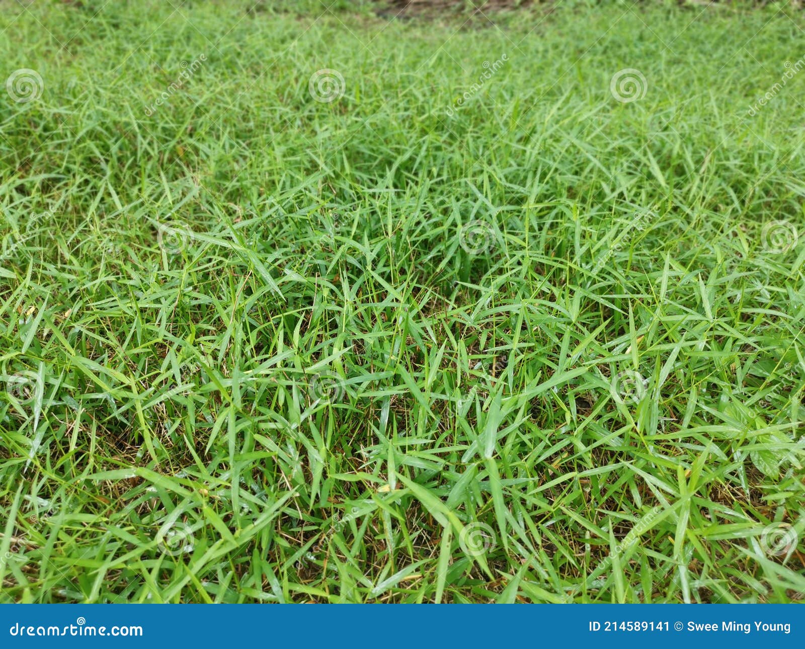 Field Full of Wild Dynodon Dactylon Grass Stock Image - Image of ...