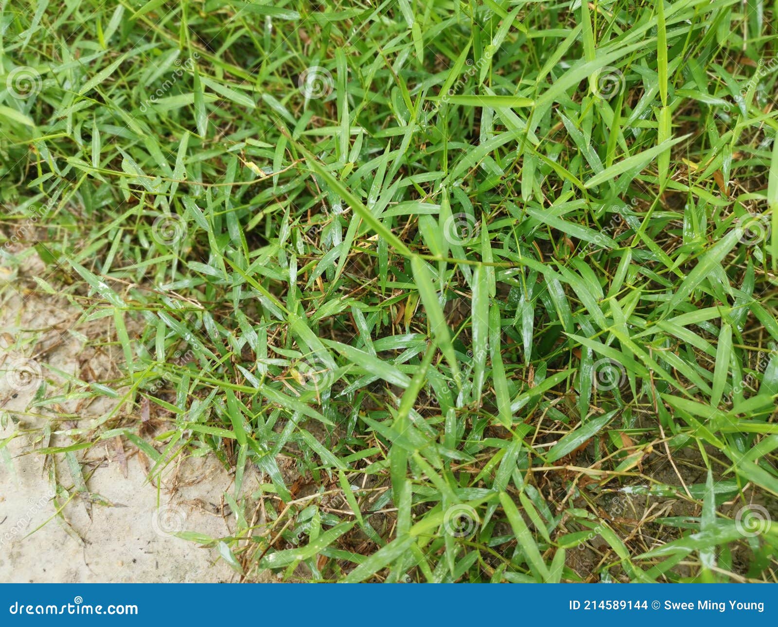 Field Full of Wild Dynodon Dactylon Grass Stock Photo - Image of ...