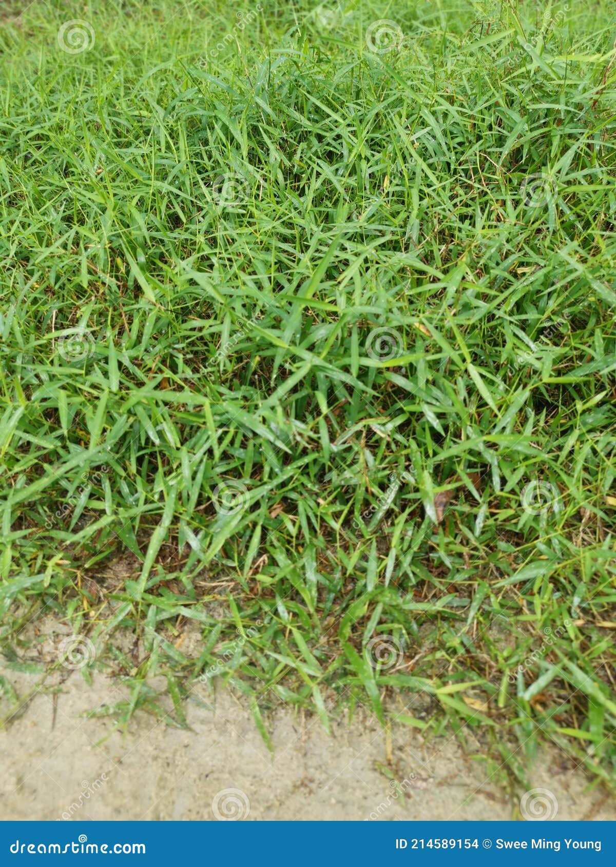 Field Full of Wild Dynodon Dactylon Grass Stock Photo - Image of ground ...