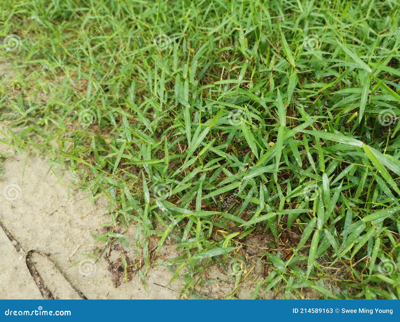 Field Full of Wild Dynodon Dactylon Grass Stock Image - Image of couch ...
