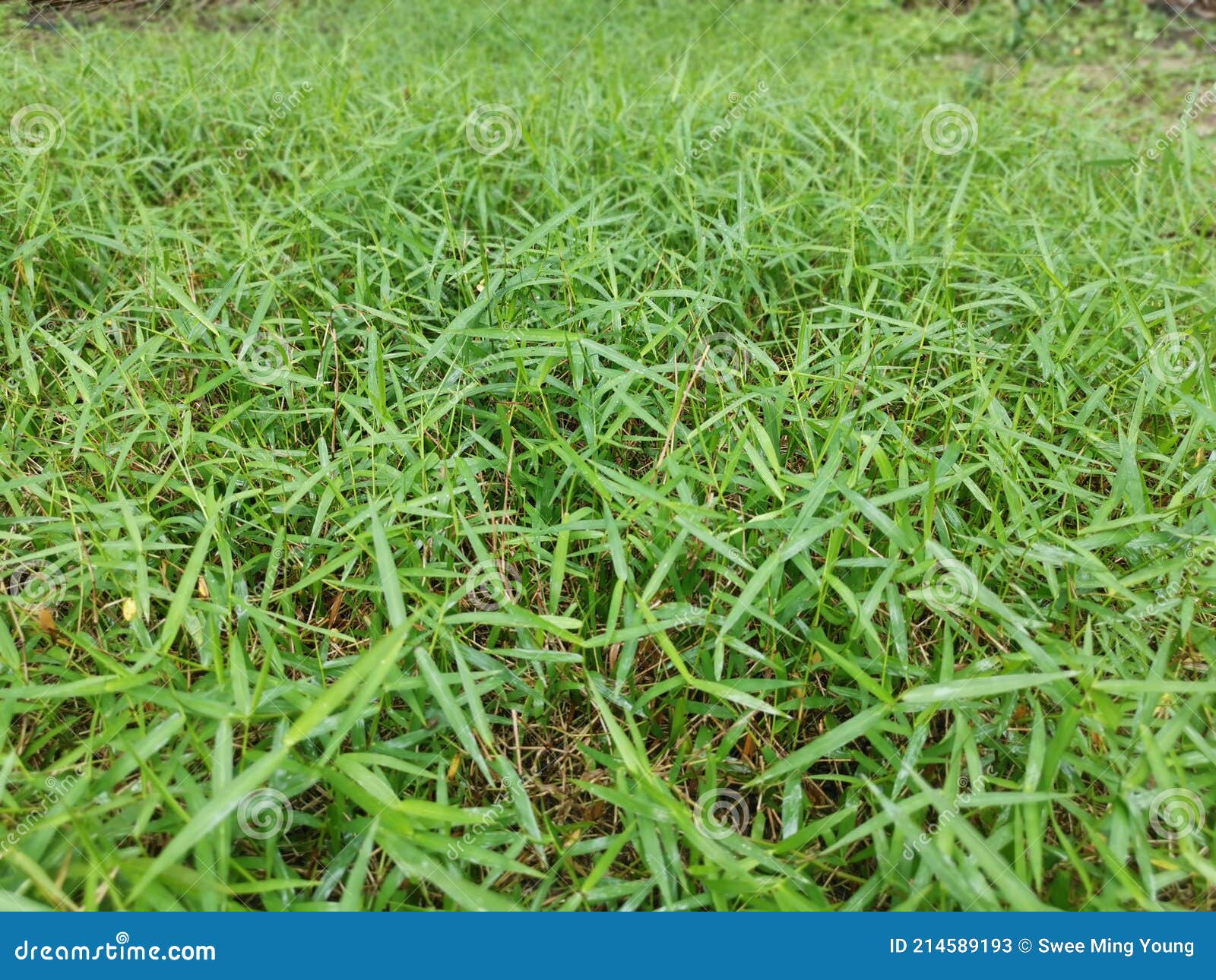 Field Full of Wild Dynodon Dactylon Grass Stock Image - Image of ...