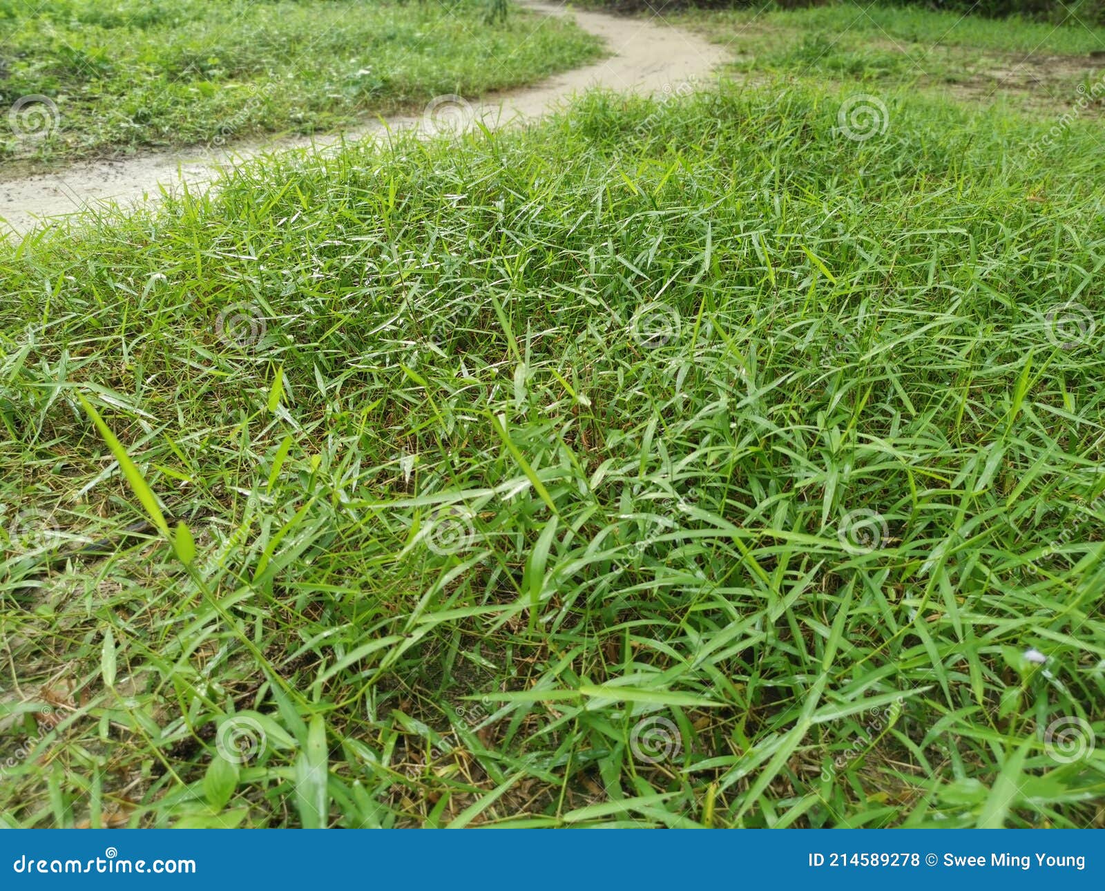 Field Full of Wild Dynodon Dactylon Grass Stock Photo - Image of grama ...