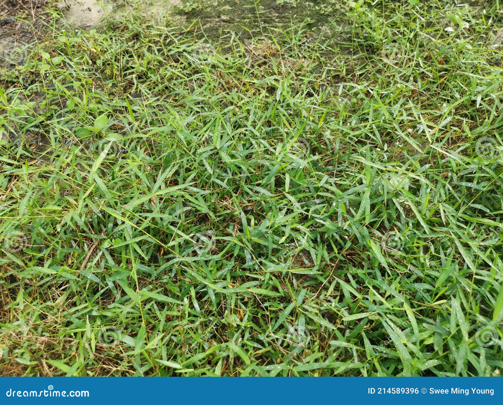 Field Full of Wild Dynodon Dactylon Grass Stock Photo - Image of doab ...