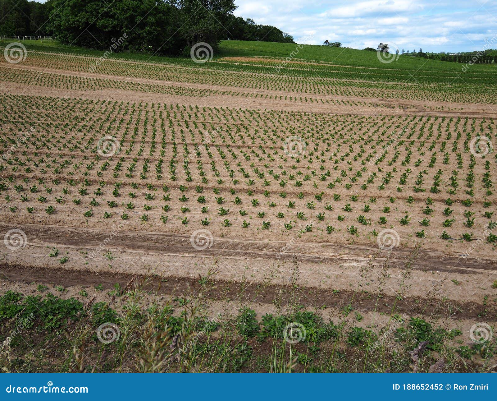 Field Full of Young Plants in Lines Stock Photo - Image of countryside ...