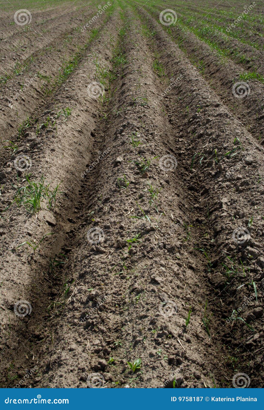 Field, the furrows stock image. Image of pattern, farmland - 9758187