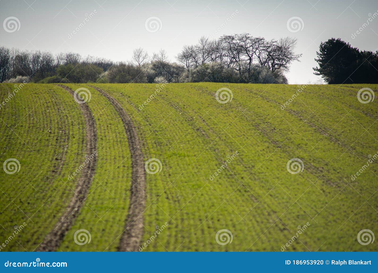 Field Furrows Make a Curve Up the Hill in a Field with Young Plants ...