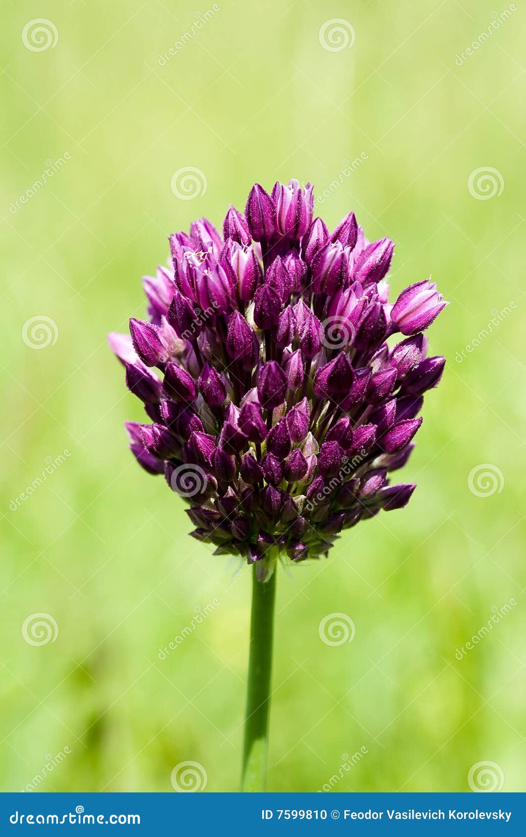 Field garlic. stock photo. Image of away, spices, growing - 7599810