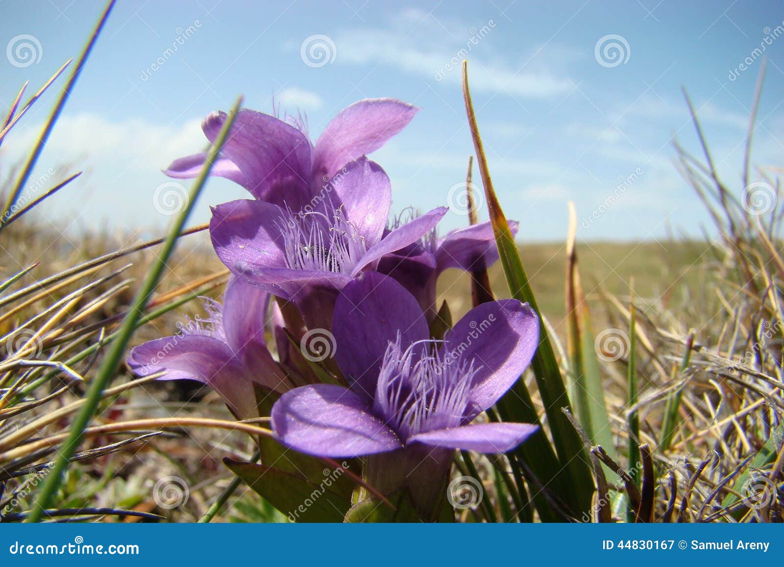 Field Gentian stock image. Image of nature, flower, angiosperms - 44830167