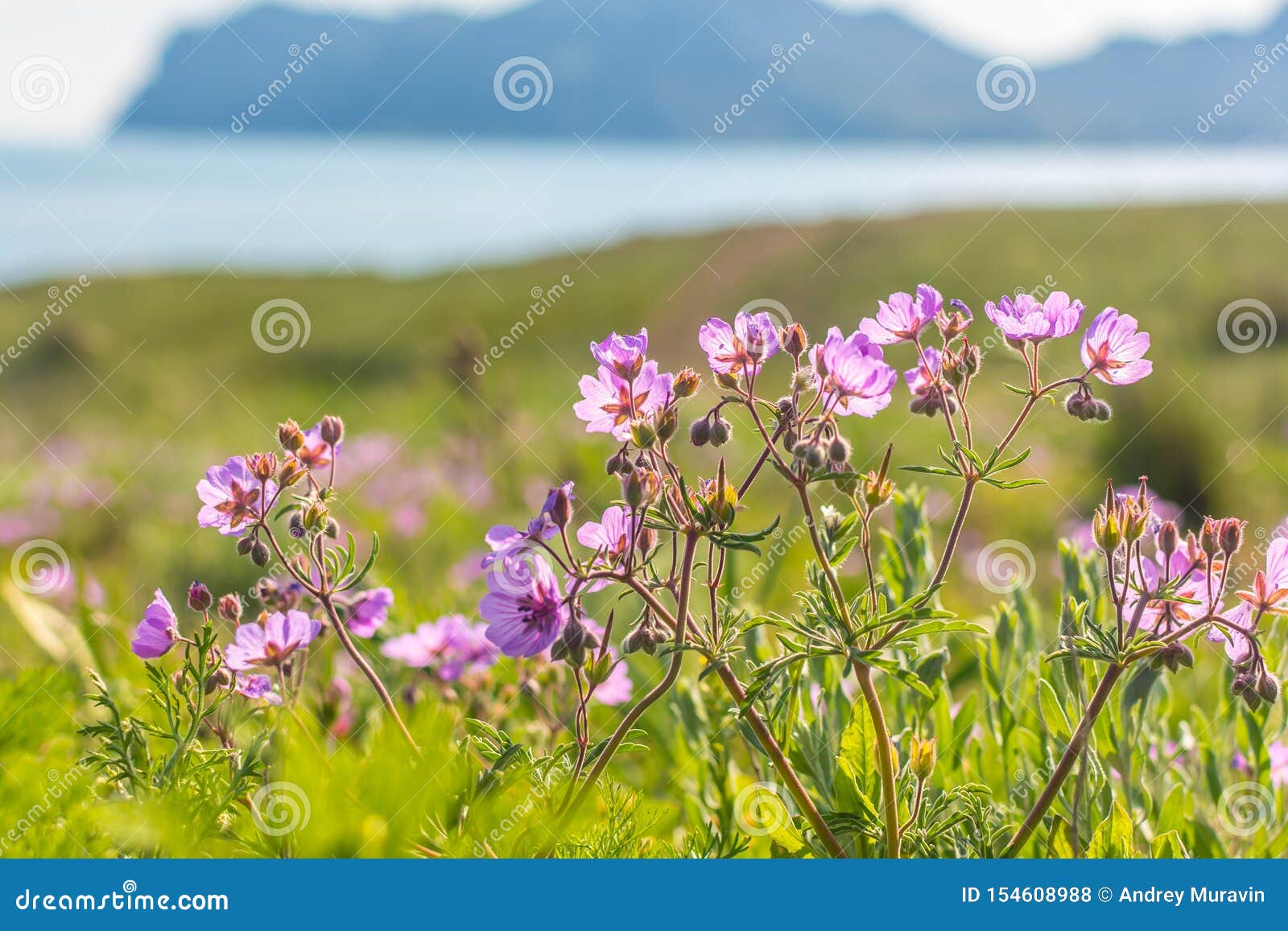Field geranium stock photo. Image of flora, wild, pratense - 154608988