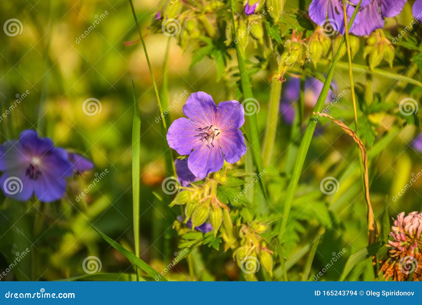 Field Geranium, Closeup Geranium Flowers, Purple Flowers in the Grass ...