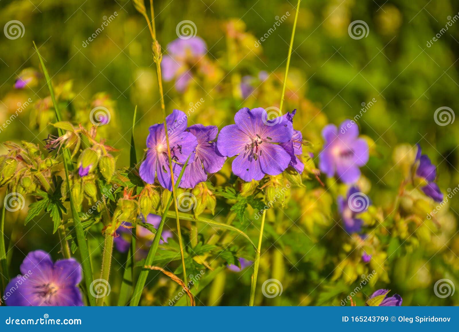 Field Geranium, Closeup Geranium Flowers, Purple Flowers in the Grass ...