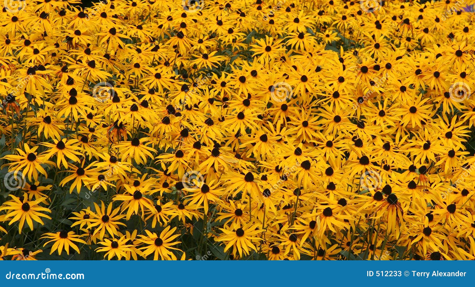 Field of Gold stock image. Image of gold, field, petals - 512233